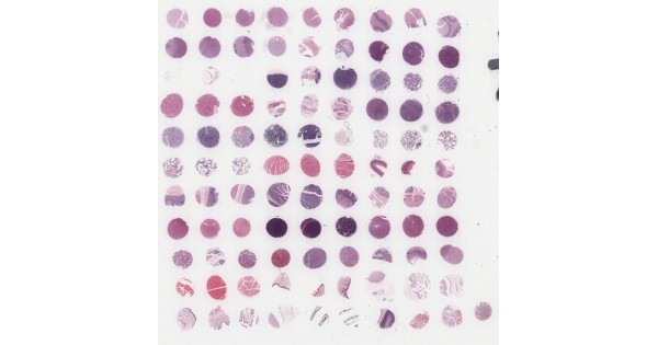 CyFDA1h FDA normal organ tissue array of cynomolgus monkey, 20 cases/32 ...